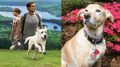 El Protagonista Vivió En Chile Perro Perdido” La Nueva Película De Netflix Que Retrata La