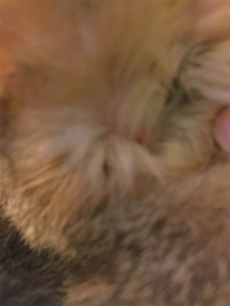 My 3 Year Old Cat Has Red Scab Bumps On Her Head A Over Her Eye She