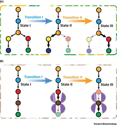 Gene Circuits For Dynamically Regulating Metabolism Trends In Biotechnology