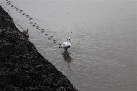 Premium Photo Swan Wading Through The Mud At Low Tide