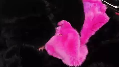 Silver Fox Fur Stroke Xhamster