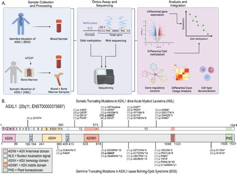Asxl1 Truncating Variants In Bos And Myeloid Leukemia Drive Shared