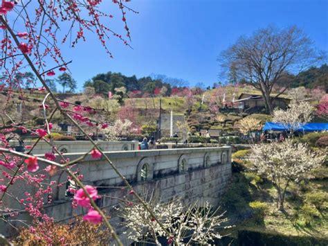 吉野梅郷梅まつり 東京都青梅市 OMEGOCOTI