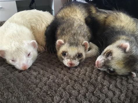 Comfy Lads Scrolller