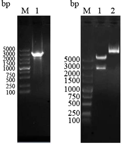 Construction And Restriction Endonuclease Analysis Of Recombinant Bait
