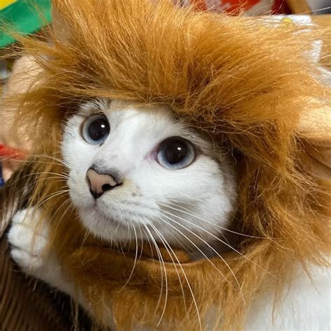 Meow Meow Plus • Threads Say More