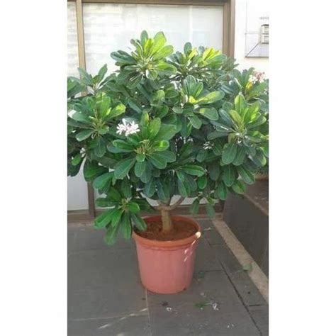 Plumeria Alba Plants At ₹ 5000 Piece Plumeria Champa Plants In Mumbai