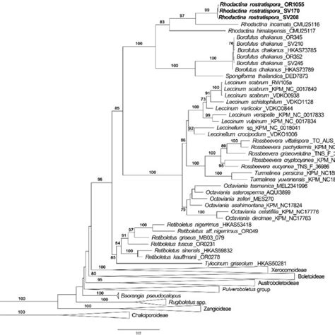 Maximum Likelihood Phylogenetic Tree Inferred From The Three Gene