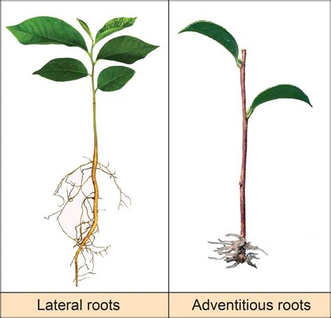 Biotic Factor Biology Simple