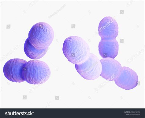 3d Rendered Medically Accurate Illustration Enterococcus Stock Illustration 1254152974