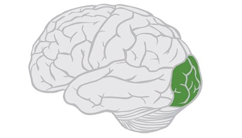 Occipital Lobe Function Location And Structure