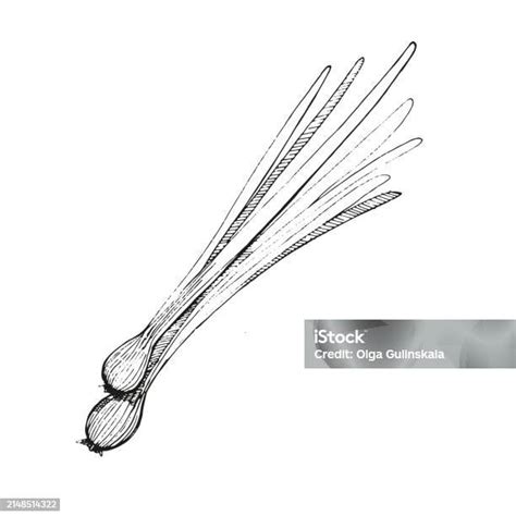 벡터 일러스트 레이 션입니다 어린 파 흰색 배경에 벡터로 검은 색 윤곽선으로 그려진 양파 2 개 직물 및 종이 제품 포장 디자인