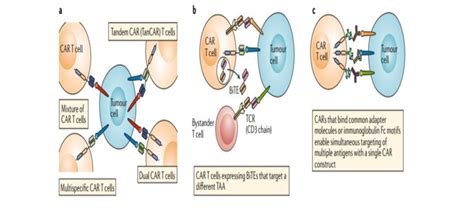 Targeting Of Multiple Antigens To Overcome Antigen Escape Or