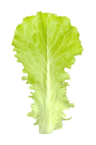 양상추 또는 락투카 사티의 녹색 잎은 데이지 가족의 연간 식물 흰색 배경에 고립 된 별과 건강한 생활방식에 대한 스톡 사진 및 기타 이미지 건강한 생활방식 건강한