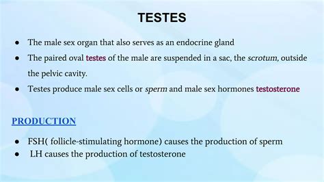 Endocrine System Pdf
