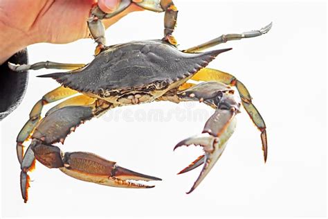 Blue Crab Callinectes Sapidus Stock Image Image Of Blue Background