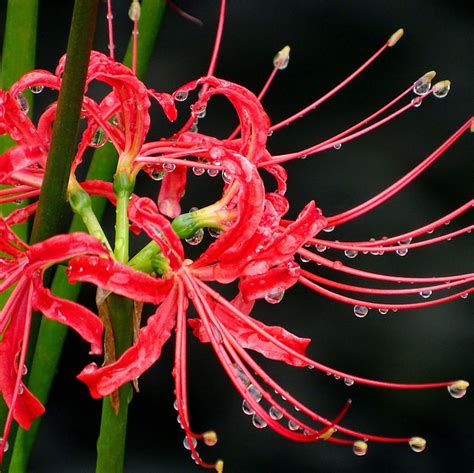 Red Lycoris Radiata Red Surprise Lily Red Magic Lily Red Spider