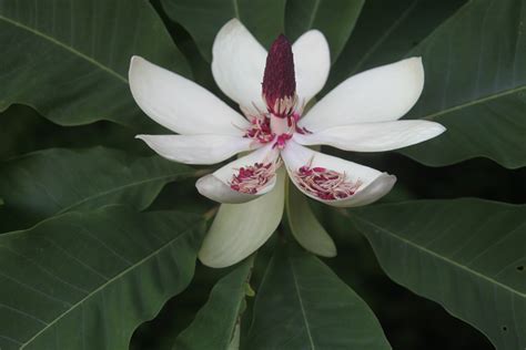 宮津エコツアー 朴の花
