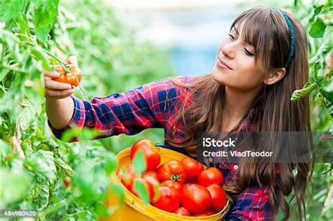 Стокове фото Молода Жінка В Теплиці З Помідорами Збір Врожаю — Завантажте зображення зараз