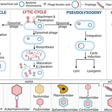 Post Infective Replication Cycles Of Tailed Phages I Lytic Cycle Download Scientific
