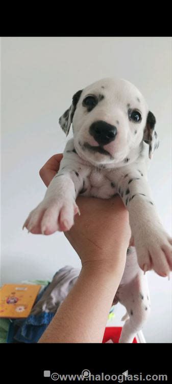 Dalmatinski Pas štene Halo Oglasi