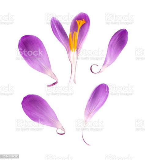 흰색 배경에 고립 된 크로커스 꽃 사프란 꽃을 닫습니다 맨 위 보기입니다 0명에 대한 스톡 사진 및 기타 이미지 0명 3월 개체 그룹 Istock