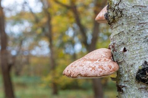 Premium Photo Shelf Fungus Growing On Tree In Autumn Landscape