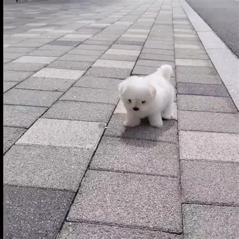 풍성한 한가위 보내고 계신가요😊 추석 맞이 방금 막 목욕을 마친 너무너무너무 사랑스러운 말티즈 눈꽃이 인사드립니다 ️