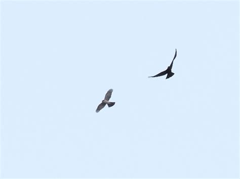 暖蝶寒鳥 ハヤブサ