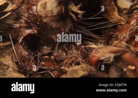 Larvae Of Flies On A Cats Carcass Common Green Bottle Fly Lucilia