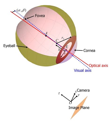 Eye Model For Gaze Estimation Download Scientific Diagram