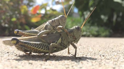 Grasshopper Sex Youtube