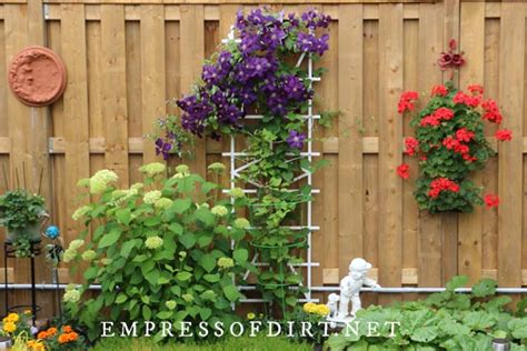 Tips For Choosing The Right Clematis Trellis