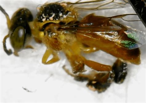 Stingless Bee In Brazil Rinsects