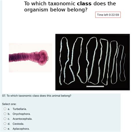Solved What Is The Synapomorphy Shared Derived Trait Of