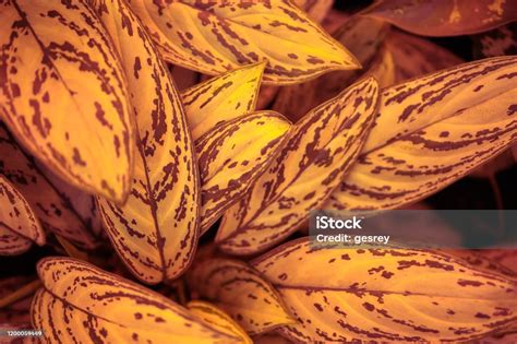 무성한 용암 트렌디 한 색상 2020직사각형 잎 부시 맨 위 보기 공간을 복사합니다 수직 2020년에 대한 스톡 사진 및 기타 이미지 Istock