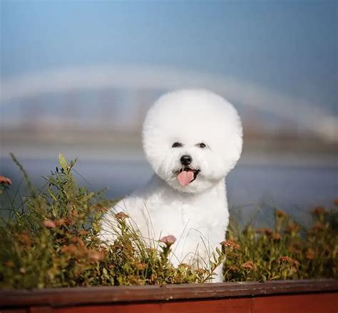 Бишон Фризе 🐕 питомник №1 Питомник бишонов Москва Щенки Агнелль Де Неж