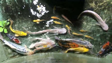 ඔන්න මාලු නම් මාළු ගොඩ පිහිනන මාළු Youtube