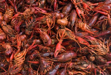 39th Mudbug Madness Festival