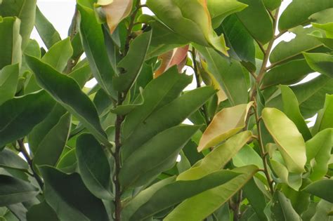 Photography With Dr Ernie Kamagong Diospyros Blancoi Tree With