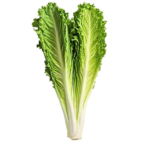 Romaine Lettuce With Long Leaves And Crisp Texture In Dramatic Bunch