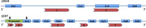 Schematic Gene Structure Of Drd4 Top And Part Of Sert Bottom Exons Download Scientific