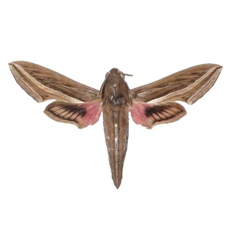 Hippotion Celerio Biomes