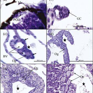 Sex Differentiation Sex Change And Sex Control In Groupers Request PDF