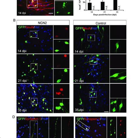 Ngn2 Induced Neuronal Reprogramming From Oecs Of Different Origins A D Download Scientific
