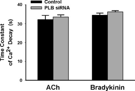 Effect Of Small Interfering Rna Sirna Knockdown Of Plb On Download