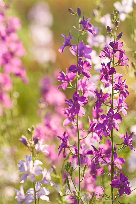 Larkspur Flowers A Beginners Guide To Growing Vibrant Larkspurs