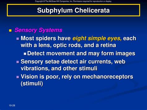 Ppt Classification Phylum Arthropoda Chapter 19 Subphylum Trilobita