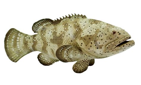 Goliath Grouper Model What If Scientific Leave Only Bubbles Llc