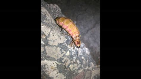 ციცინათელა ღამით Hd Youtube